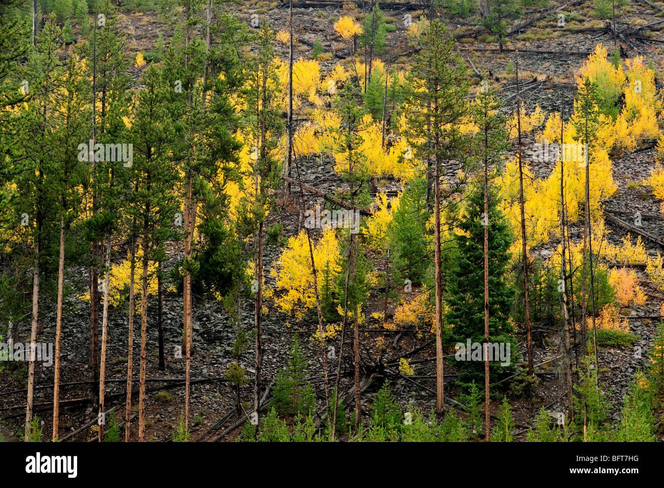 Yellowstone fire regeneration hi-res stock photography and images - Alamy