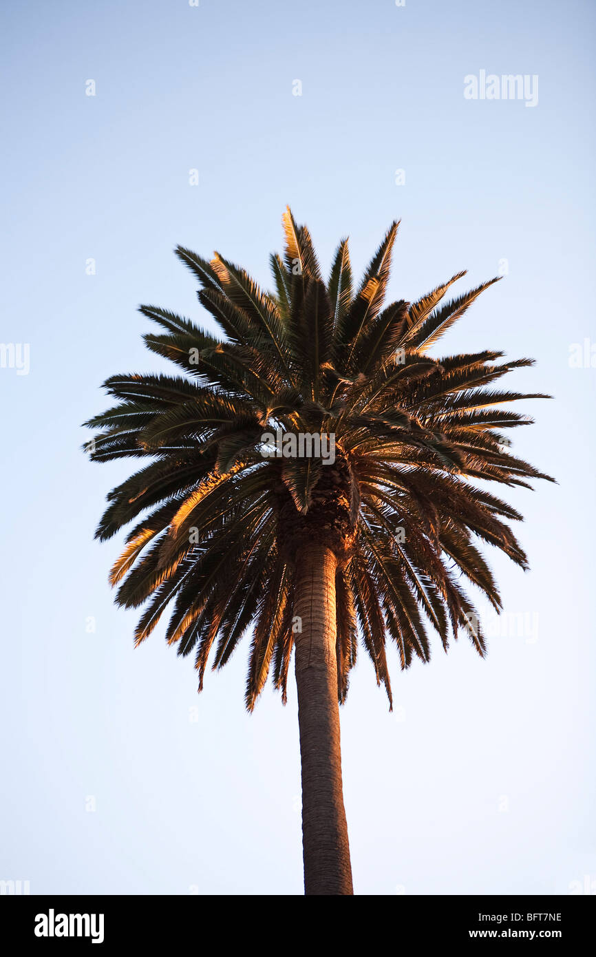 Looking Up at Palm Tree at Sunset Stock Photo - Alamy