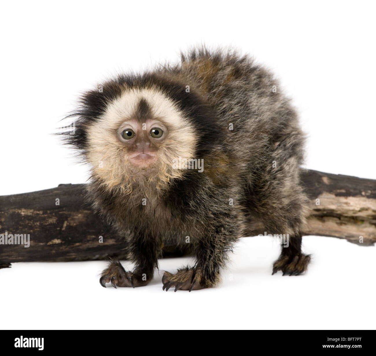 Callithrix Cut Out Stock Images & Pictures - Alamy
