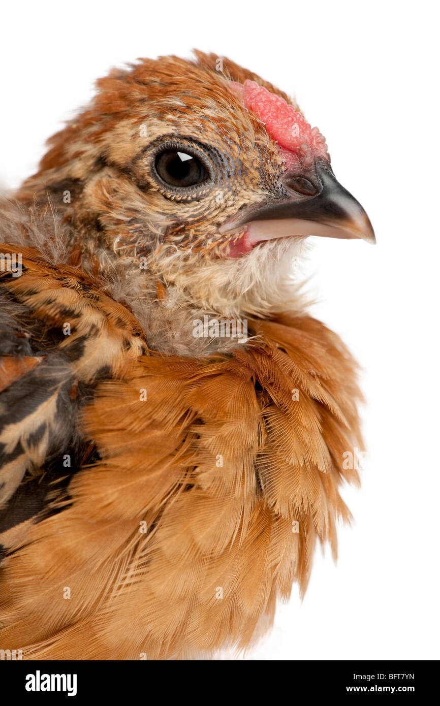 Baby chicken, 23 days old, in front of white background, studio shot ...