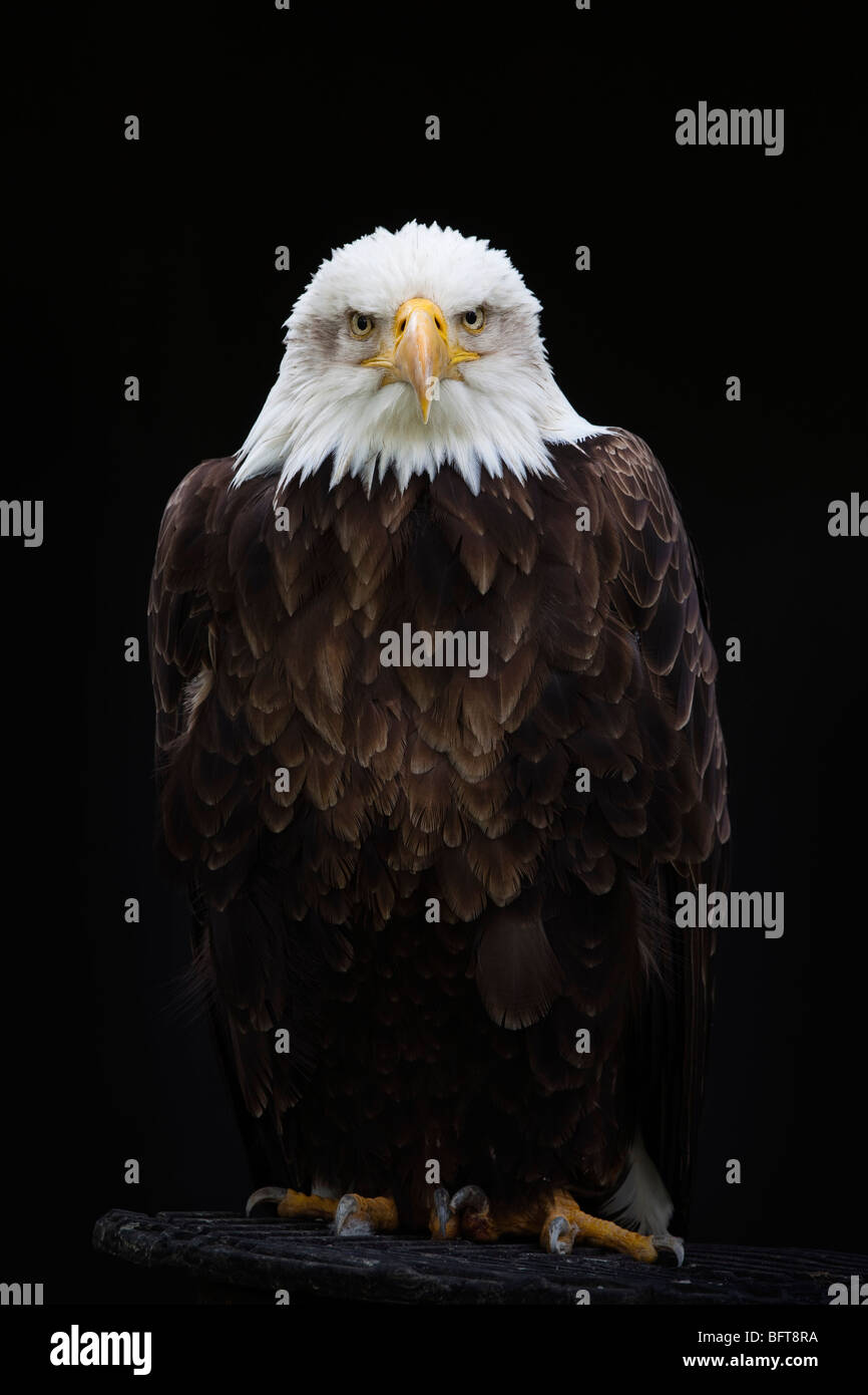 Close-Up of Bald Eagle Stock Photo - Alamy
