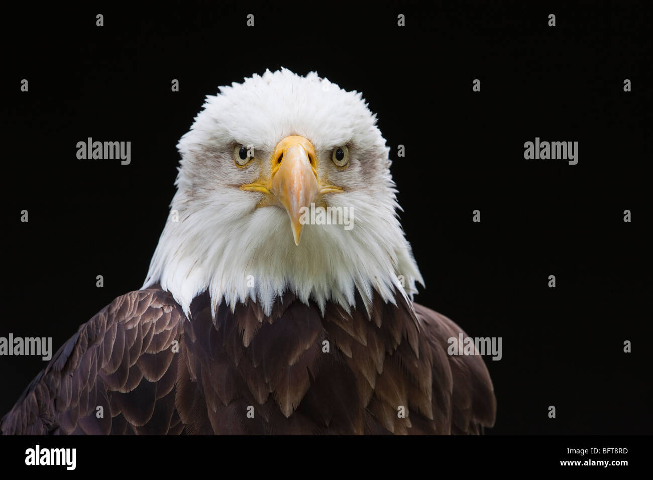 Close-Up of Bald Eagle Stock Photo - Alamy