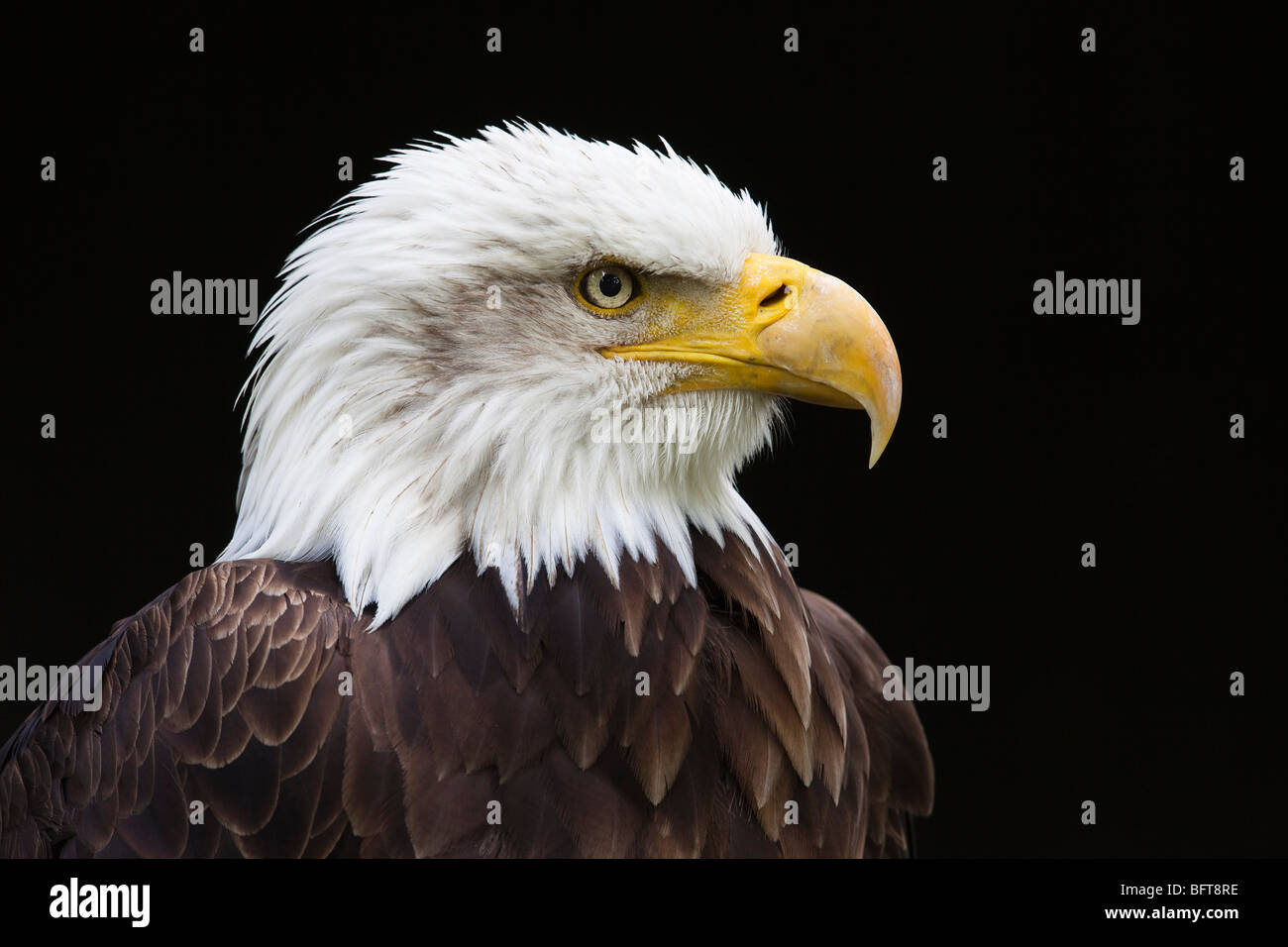 Close-Up of Bald Eagle Stock Photo - Alamy