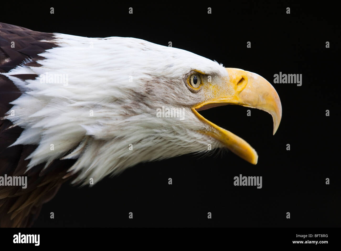 Bald eagle head detailed hi-res stock photography and images - Alamy
