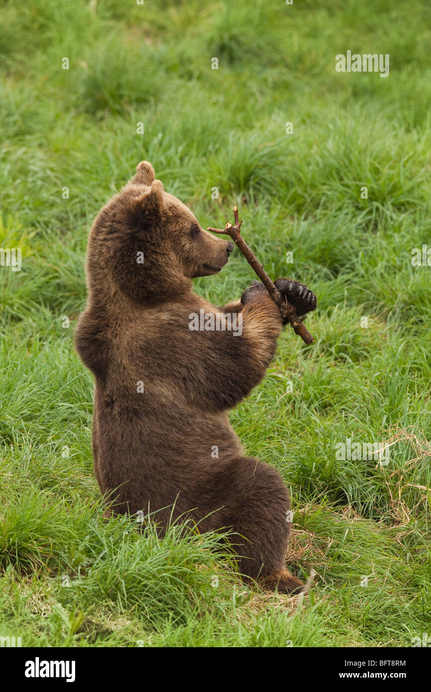 Brown Bear in Field Stock Photo - Alamy