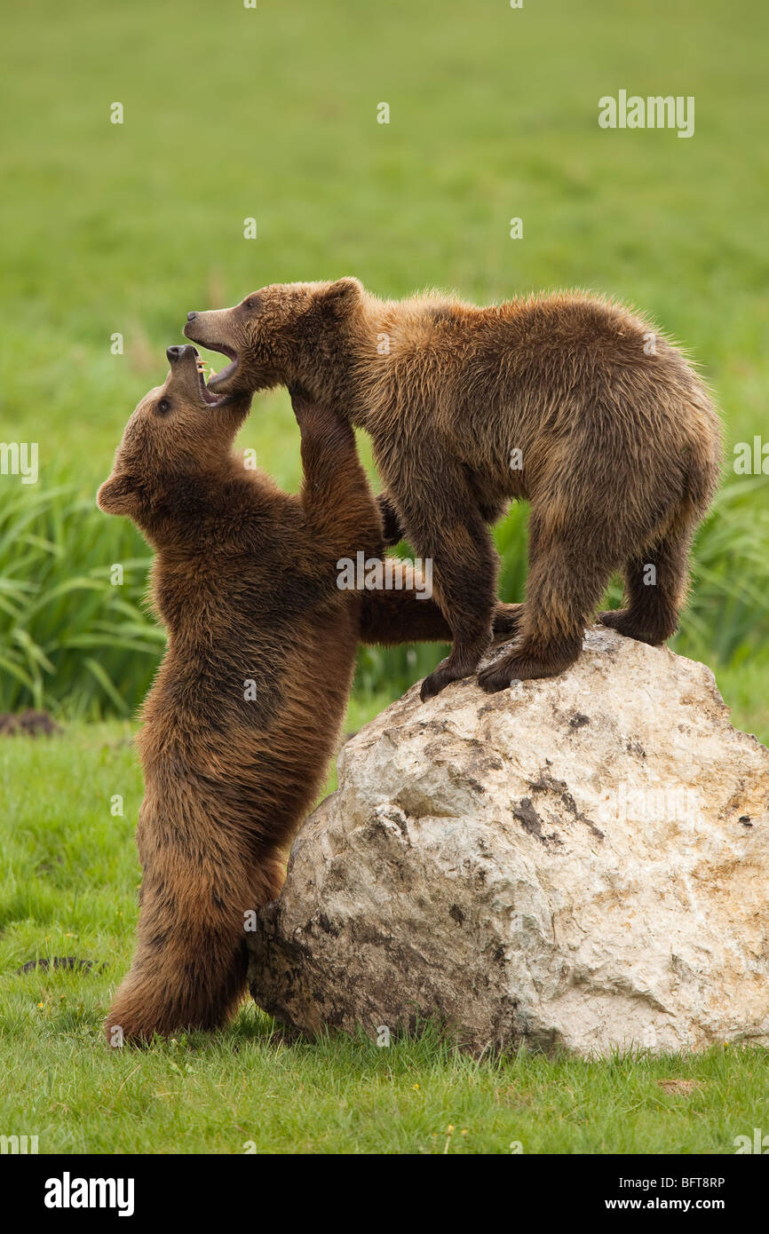 Brown Bear Cubs Playing Stock Photo - Alamy