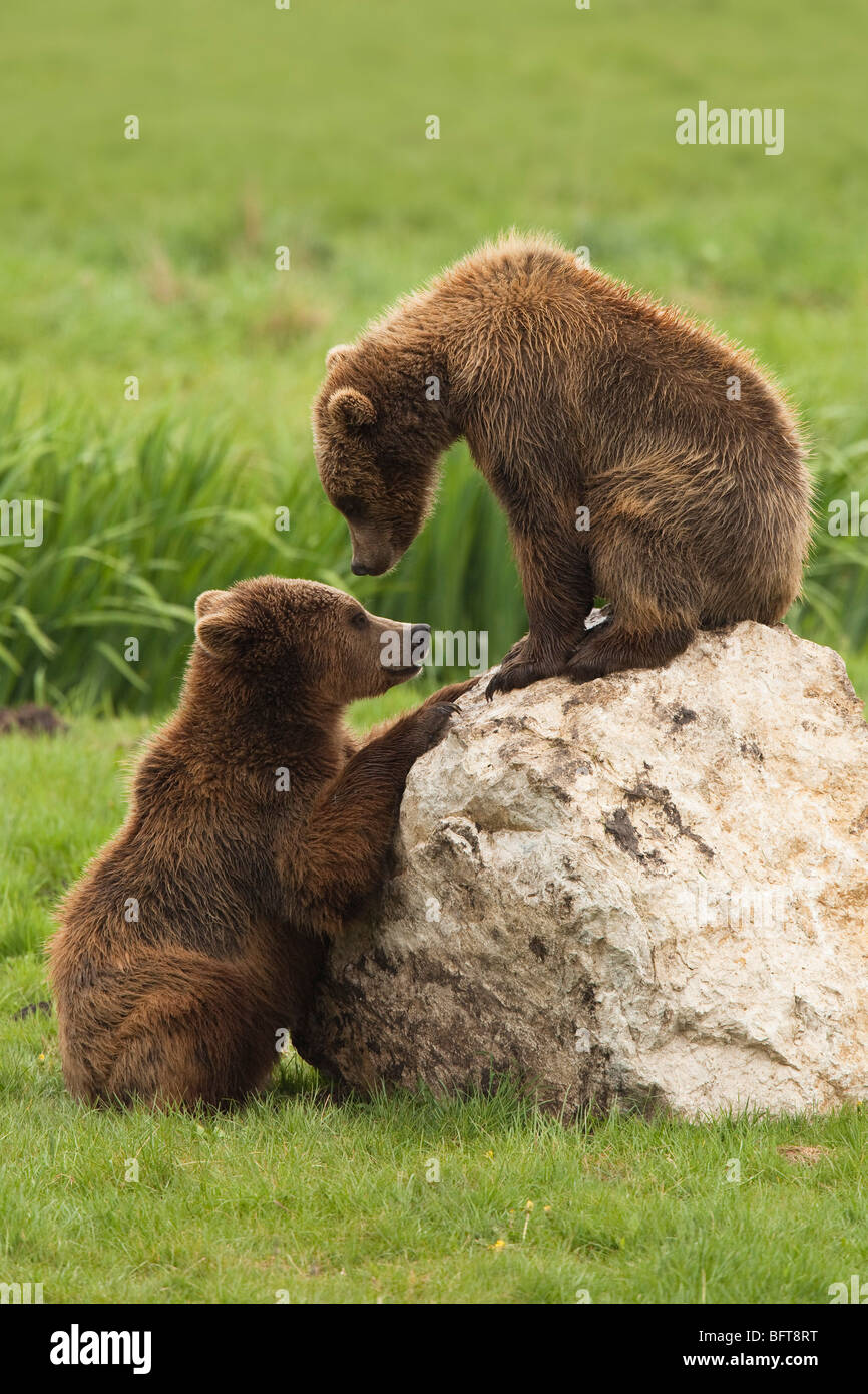 Brown Bear Cubs Stock Photo - Alamy