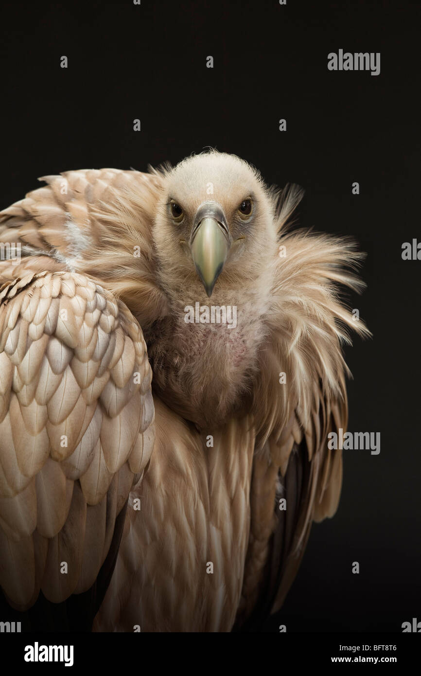 Portrait of Himalayan Griffon Vulture Stock Photo - Alamy
