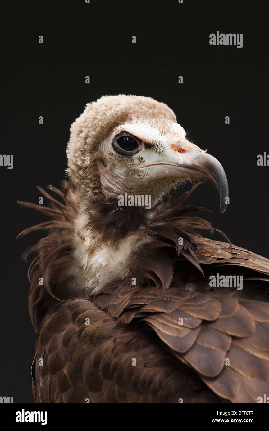 Portrait of Hooded Vulture Stock Photo - Alamy