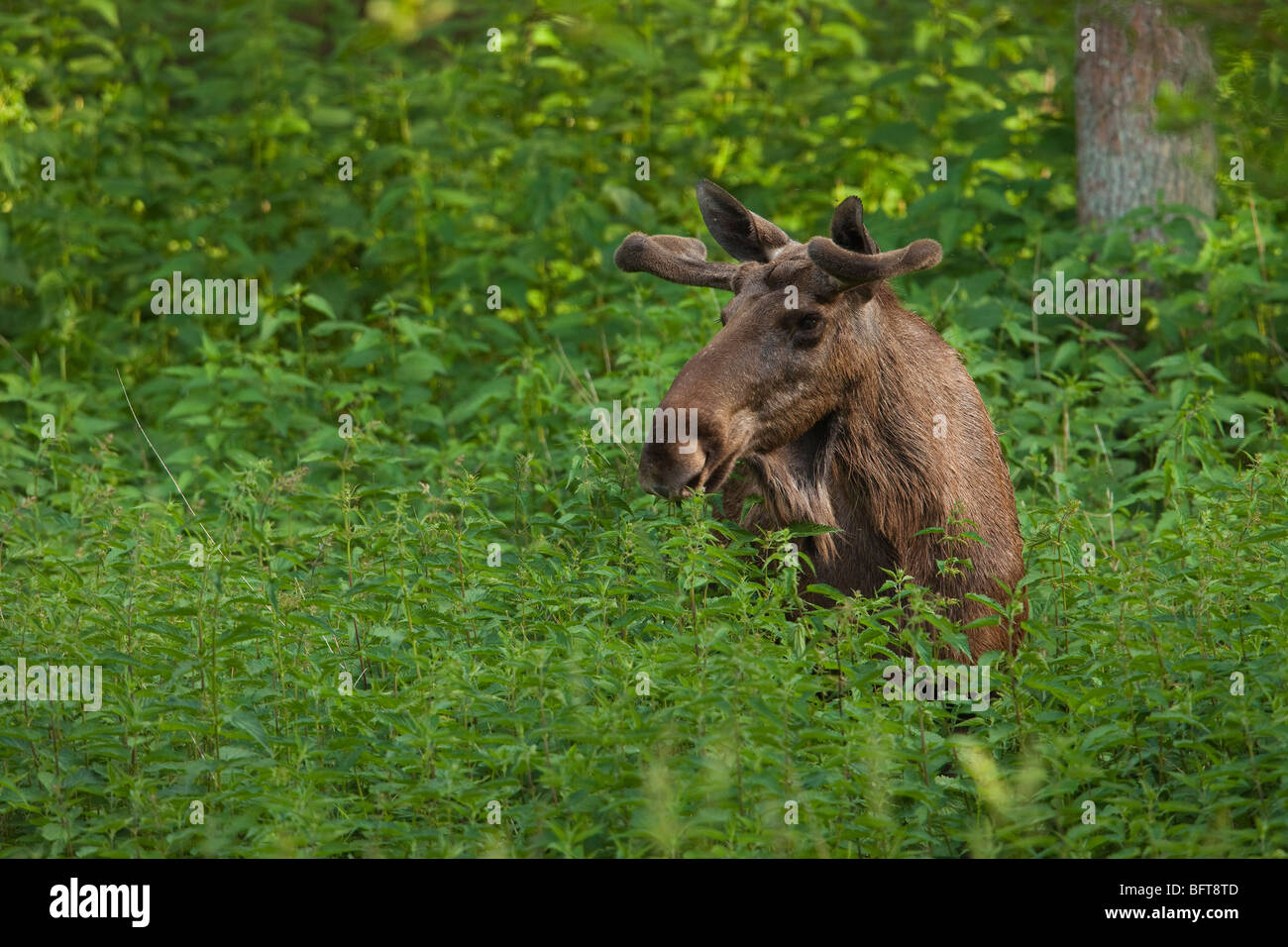 European Moose in the Wild Stock Photo - Alamy