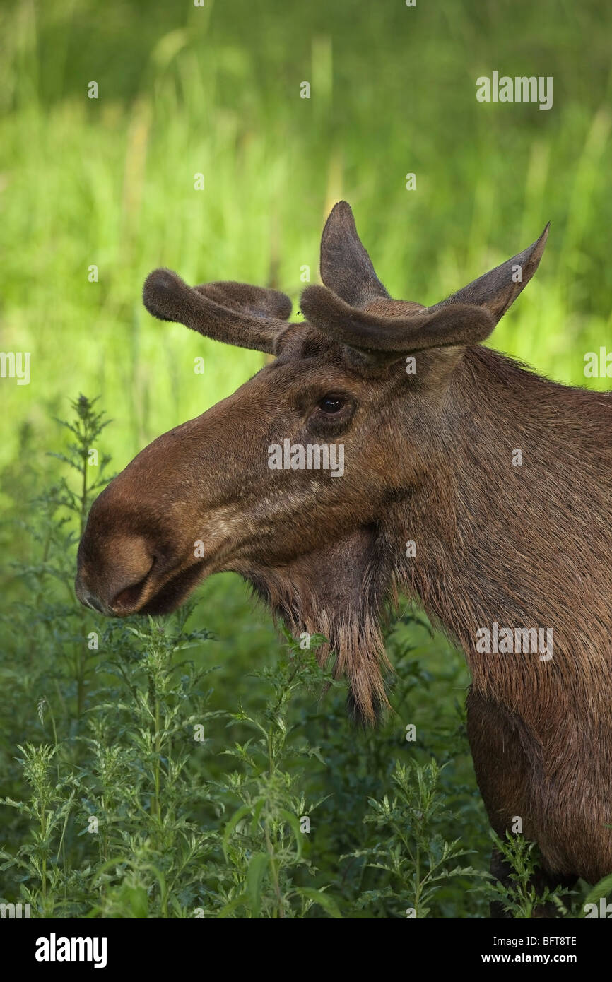Portrait of European Moose Stock Photo - Alamy