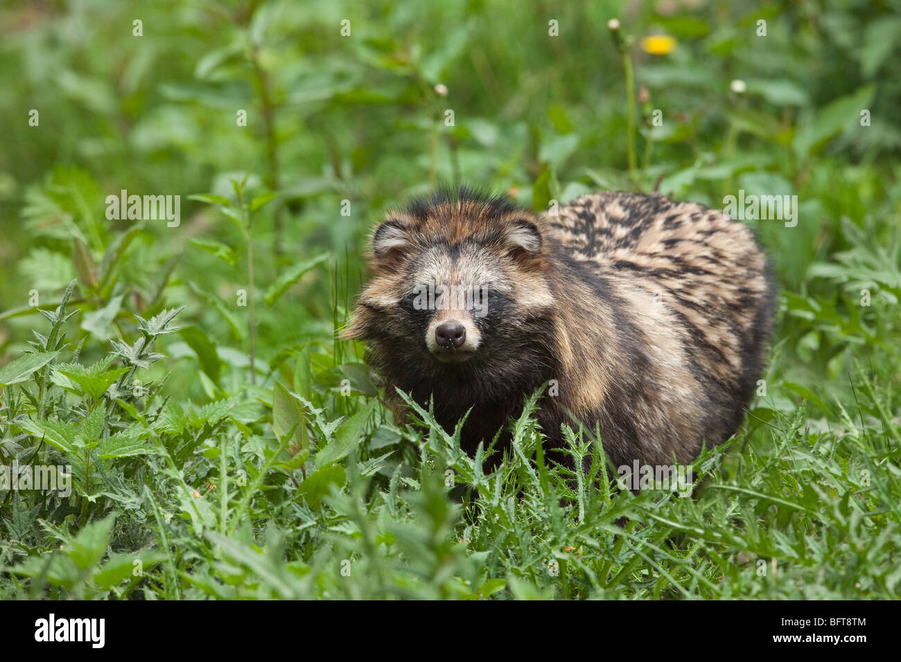 Raccoon dog images hi-res stock photography and images - Alamy