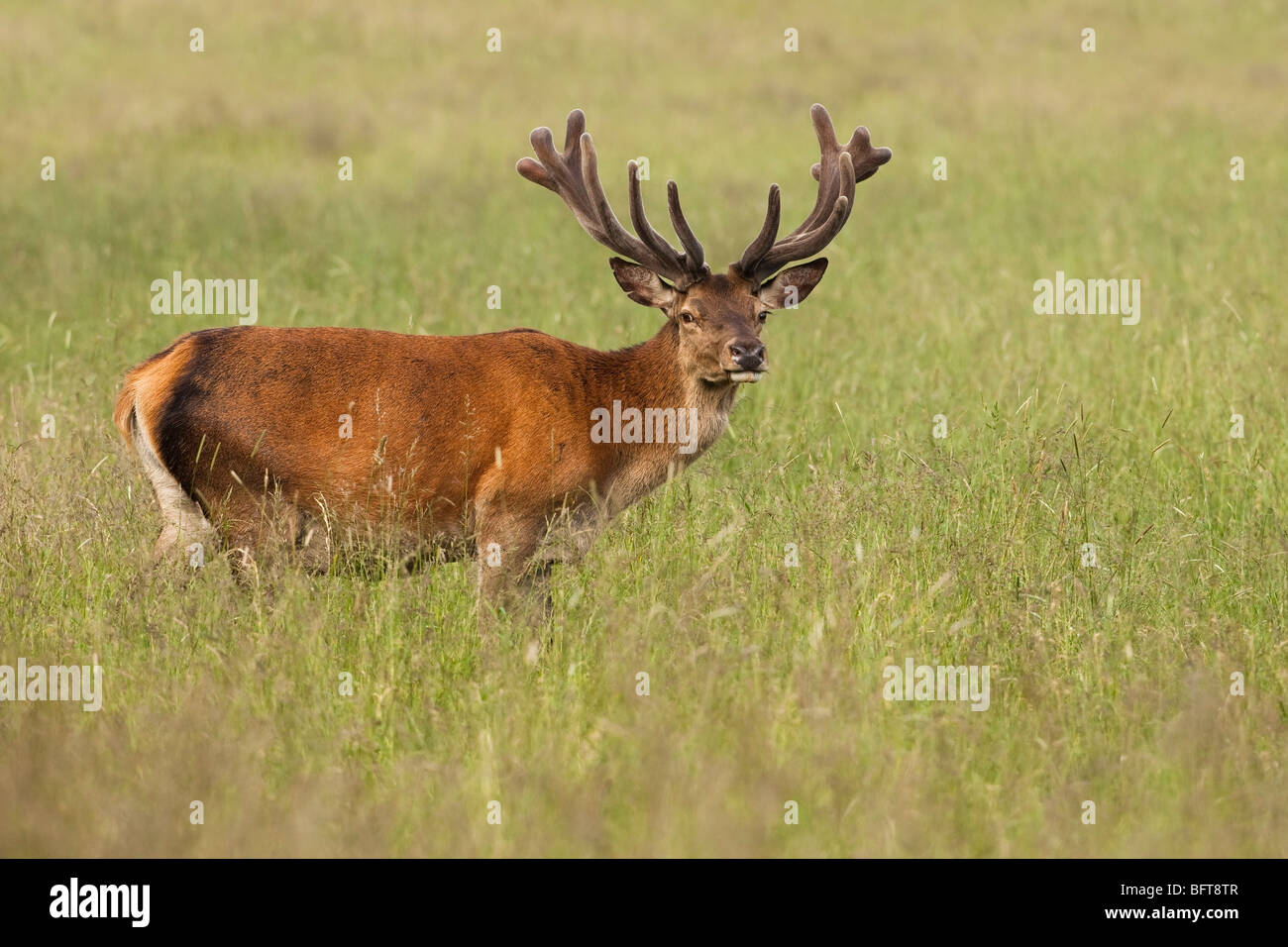 Bull Deer High Resolution Stock Photography and Images - Alamy