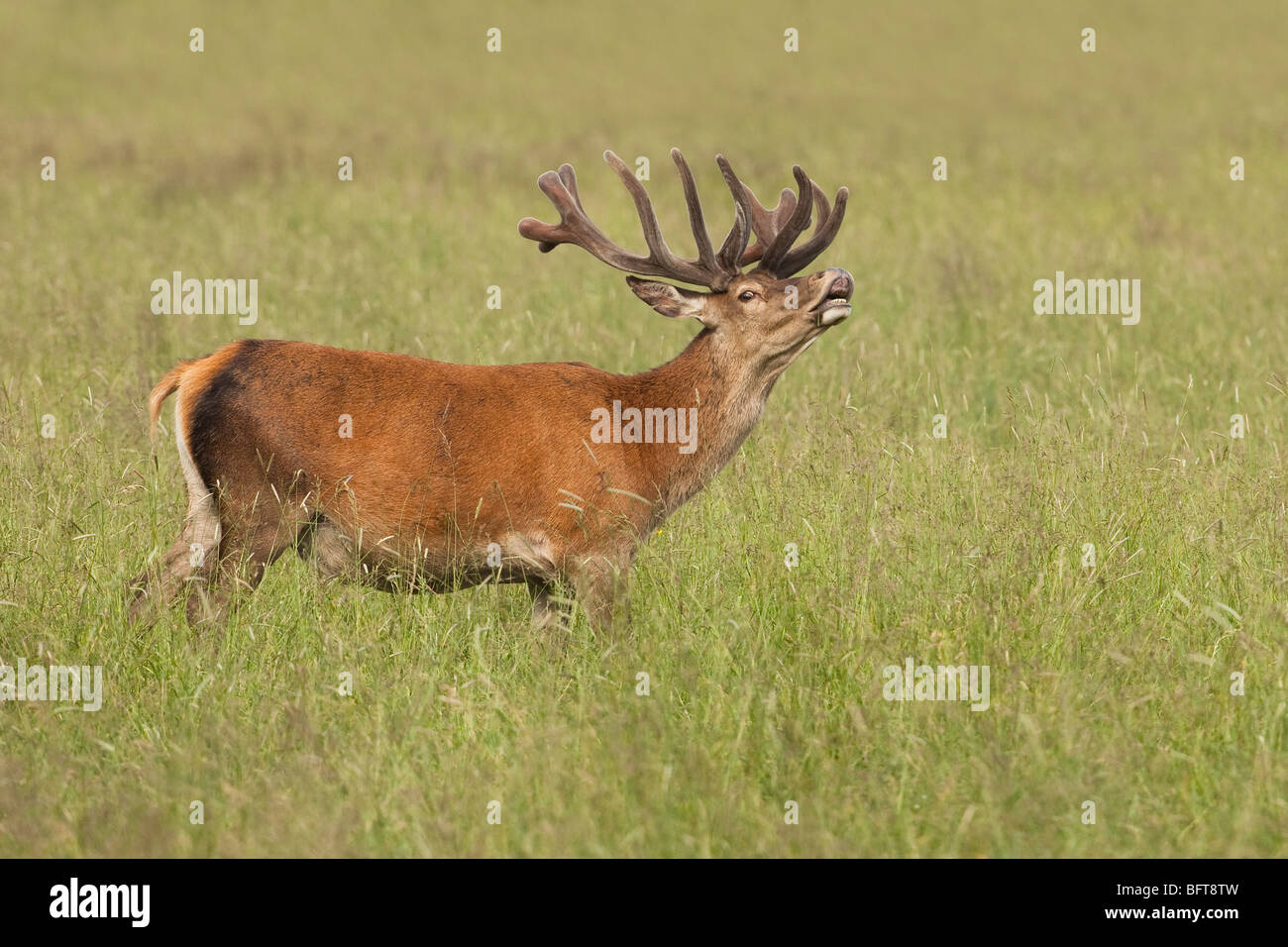 Side profile of deer hi-res stock photography and images - Alamy