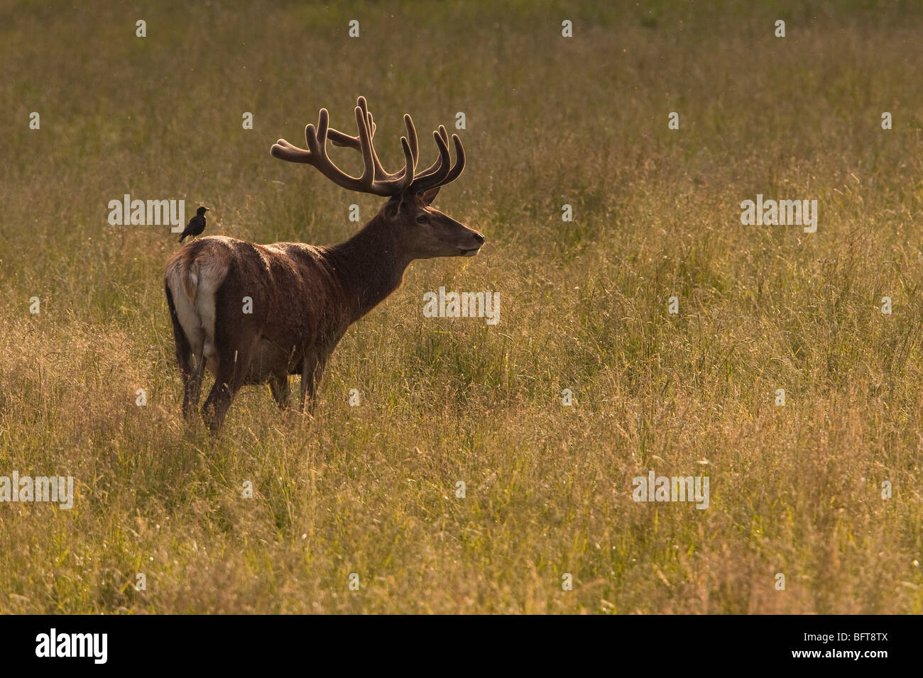 Deer portrait profile view hi-res stock photography and images - Alamy