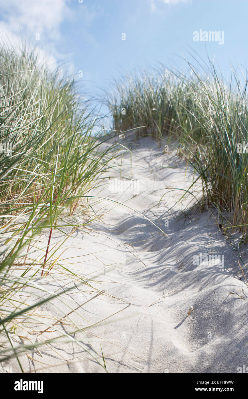 Path in Sand, Vorupoer, Jylland, Denmark Stock Photo - Alamy