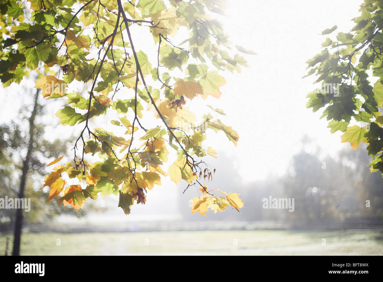 Hamburg germany fall foliage hi-res stock photography and images - Alamy