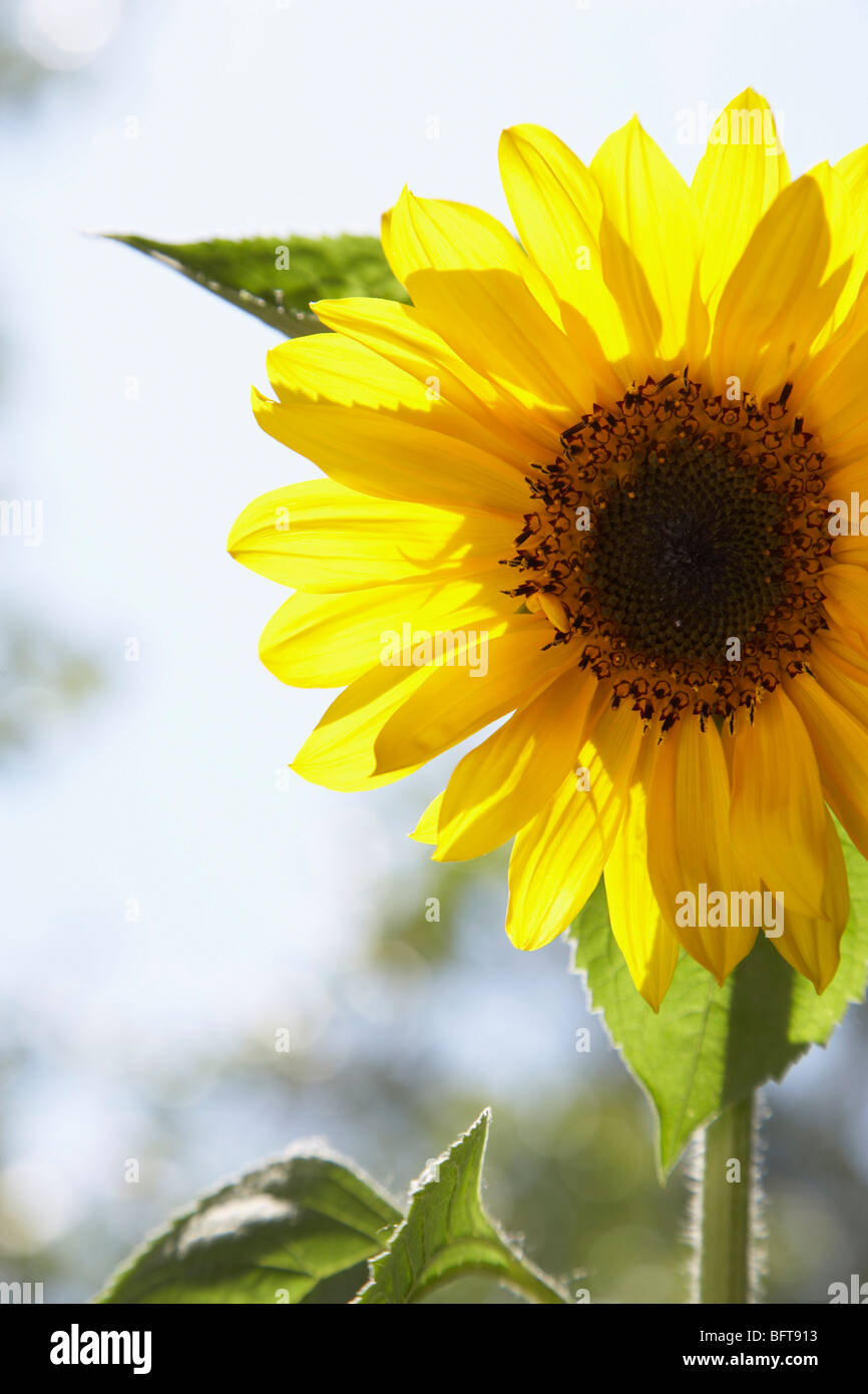Centred sunflower hi-res stock photography and images - Alamy