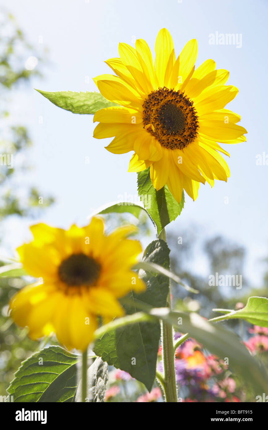 Images of two sunflowers hi-res stock photography and images - Alamy