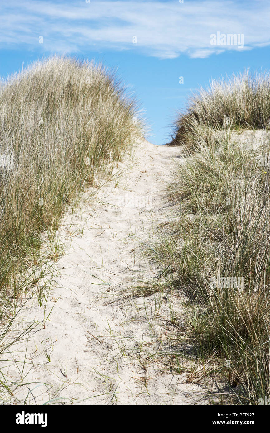 Path in Sand, Strandby, Jylland, Denmark Stock Photo - Alamy