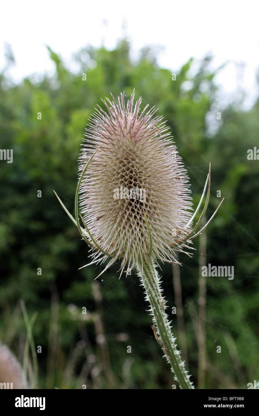Close up of a Teasel Stock Photo - Alamy