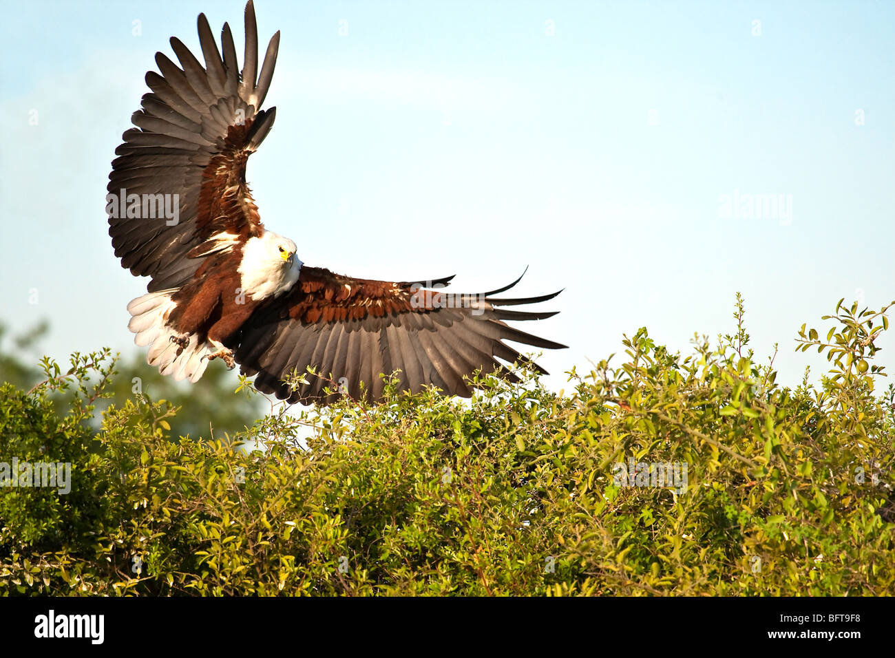 Fish Eagle with wings spread and talons showing coming into land on the ...
