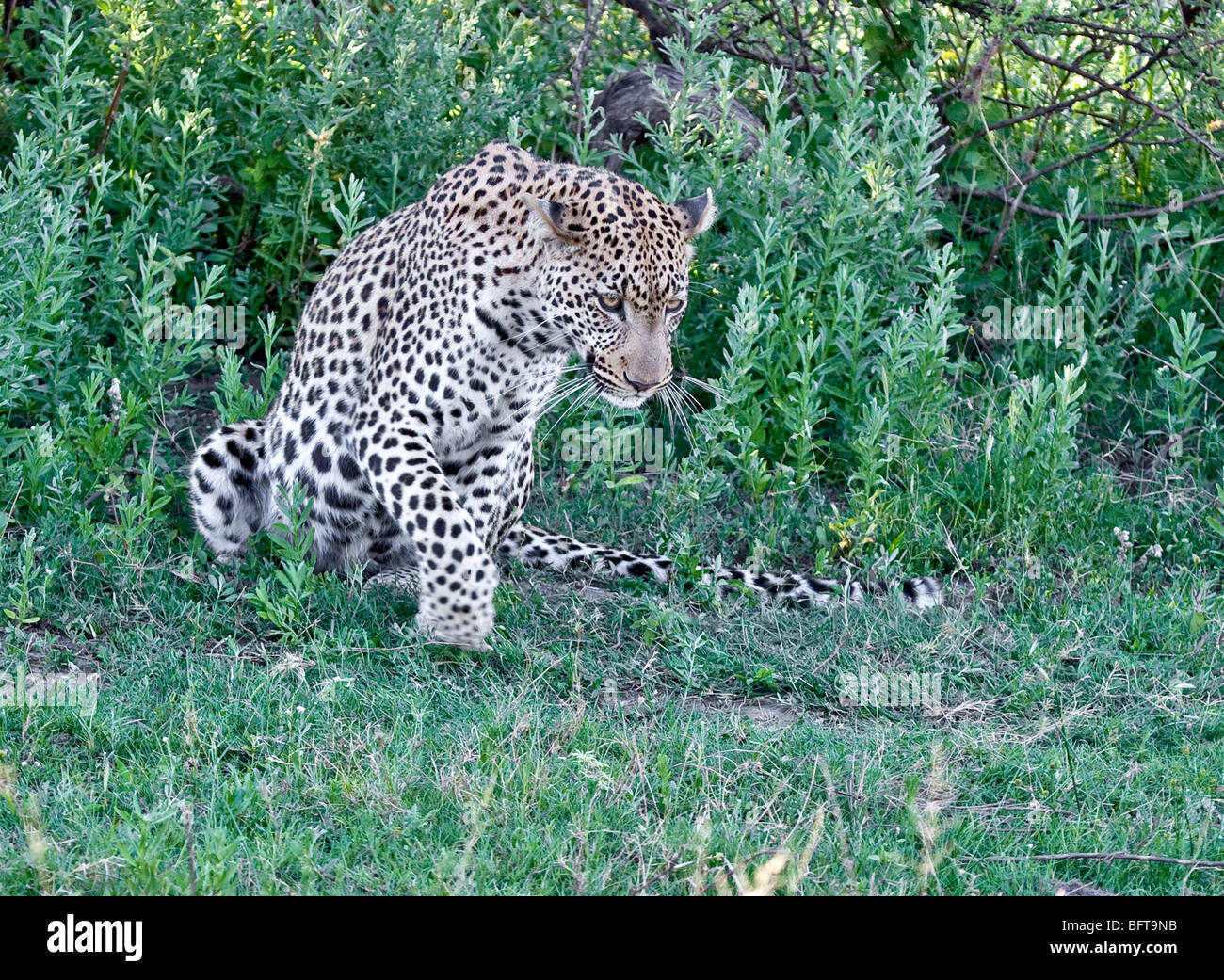 Leopard sitting in tree hi-res stock photography and images - Alamy