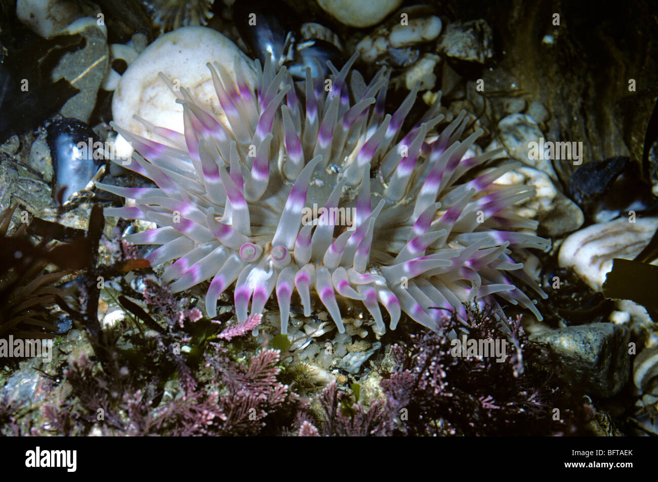 Sea Anemones In Rock Pool Stock Photos & Sea Anemones In Rock Pool ...