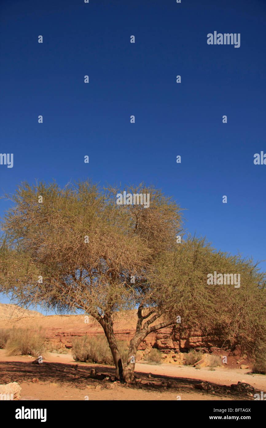 Israel, Negev, Acacia tree in Wadi Ardon Stock Photo - Alamy