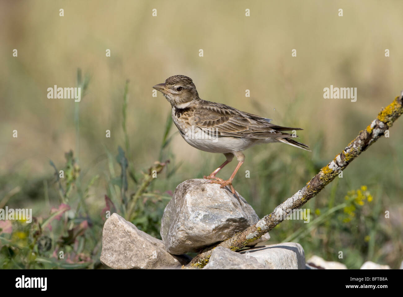 Calandra Lark (Melanocorypha calandra) perching on a rock Stock Photo ...