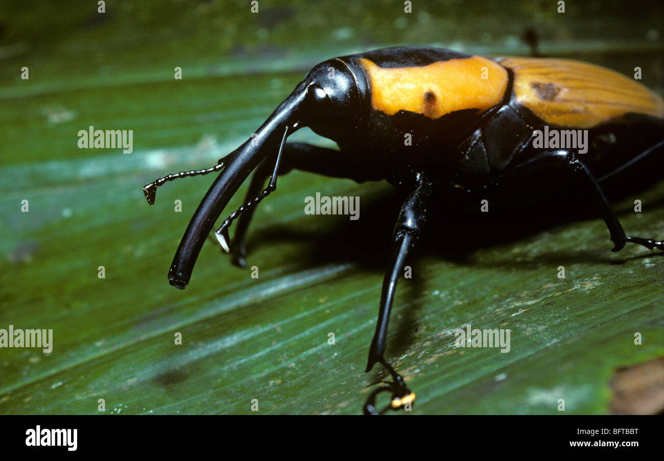 Rostrum weevil hi-res stock photography and images - Alamy