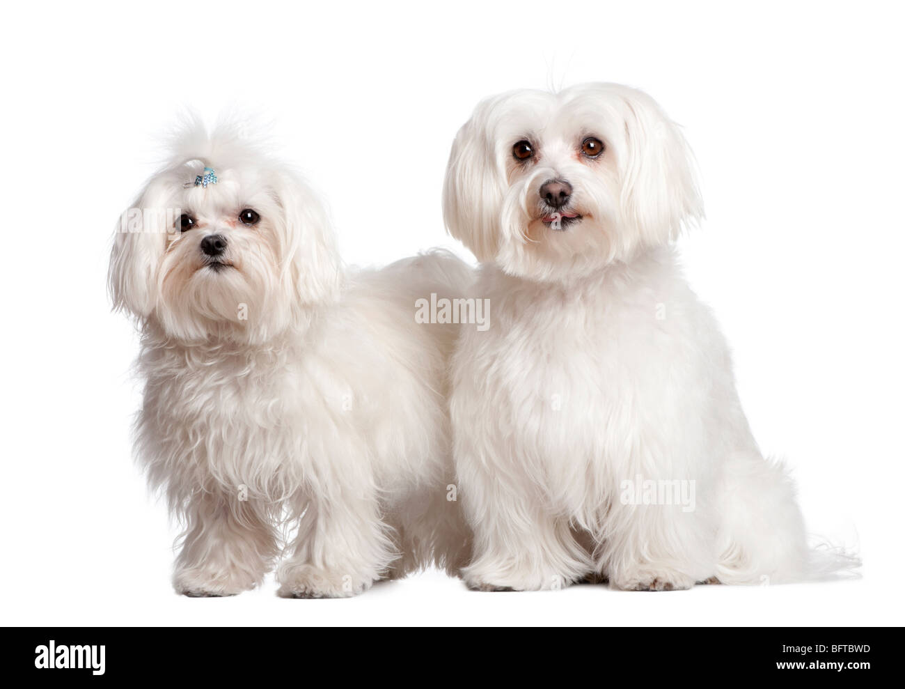 Two species of animals together Cut Out Stock Images & Pictures - Alamy