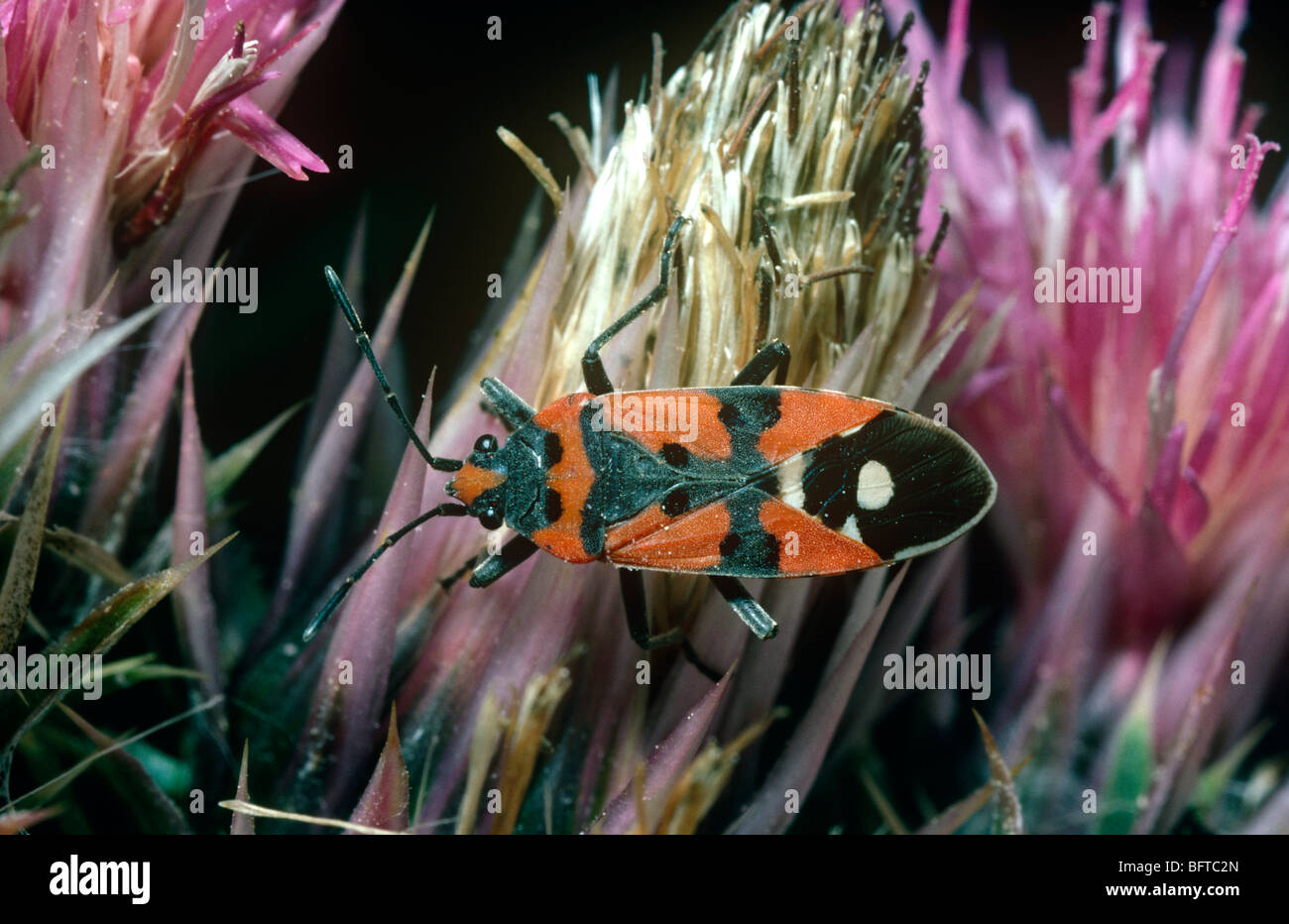 Ground bug hi-res stock photography and images - Alamy