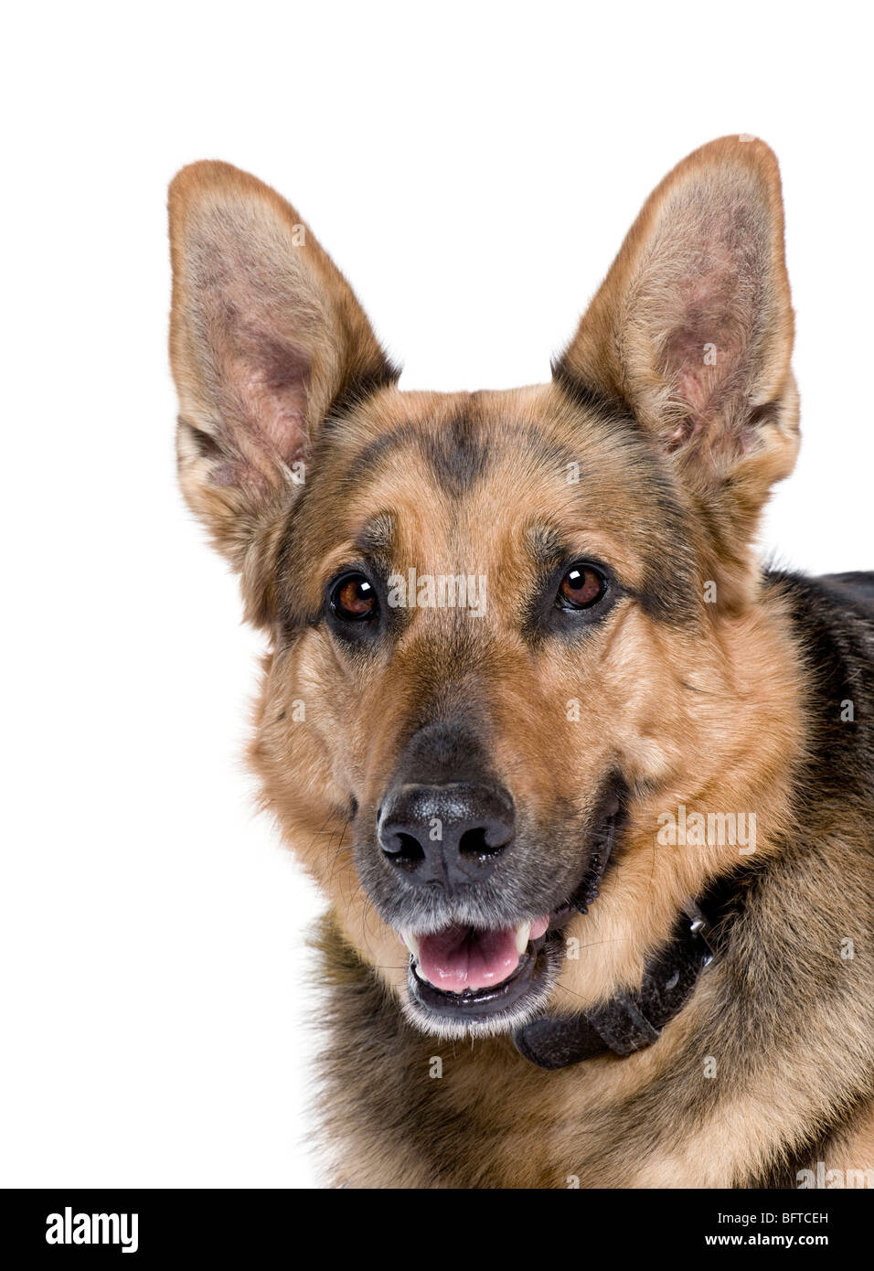 German shepherd head shot hi-res stock photography and images - Alamy