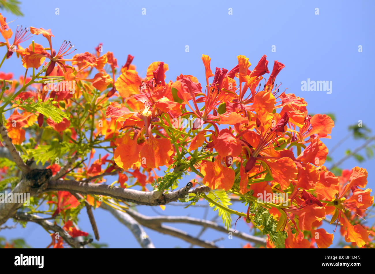 Flame Tree In Panama Stock Photo - Alamy