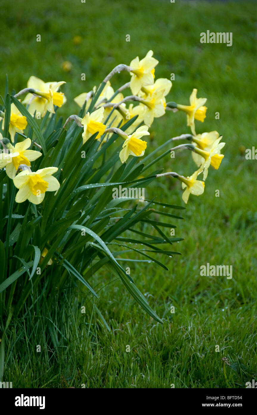 Daffodils in spring Stock Photo - Alamy