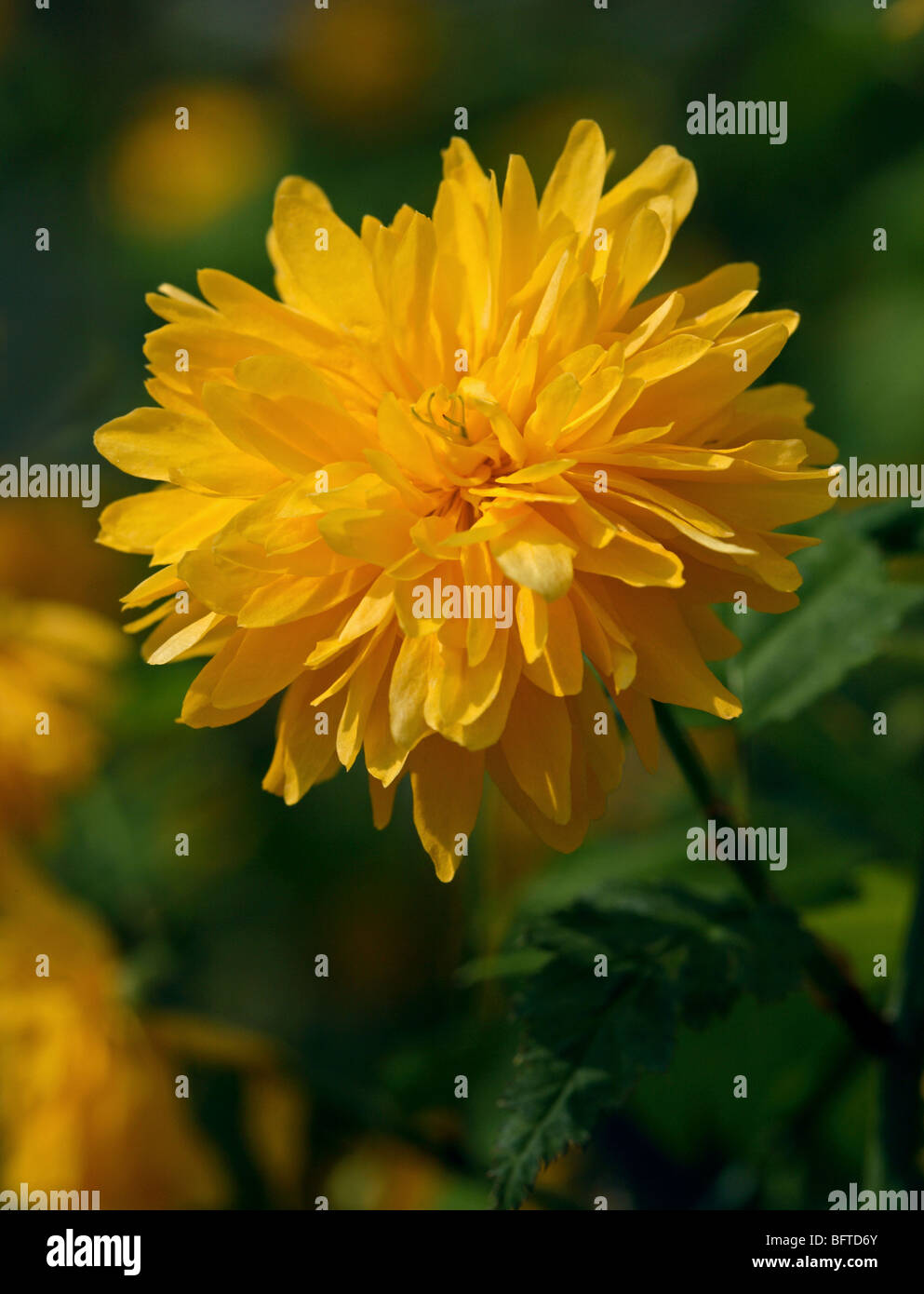 Kerrias hi-res stock photography and images - Alamy