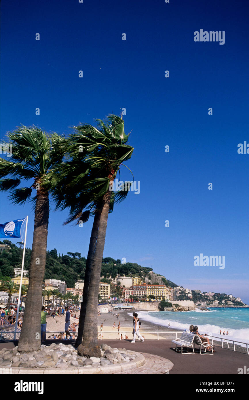 South promenade beach palm tree hi-res stock photography and images - Alamy