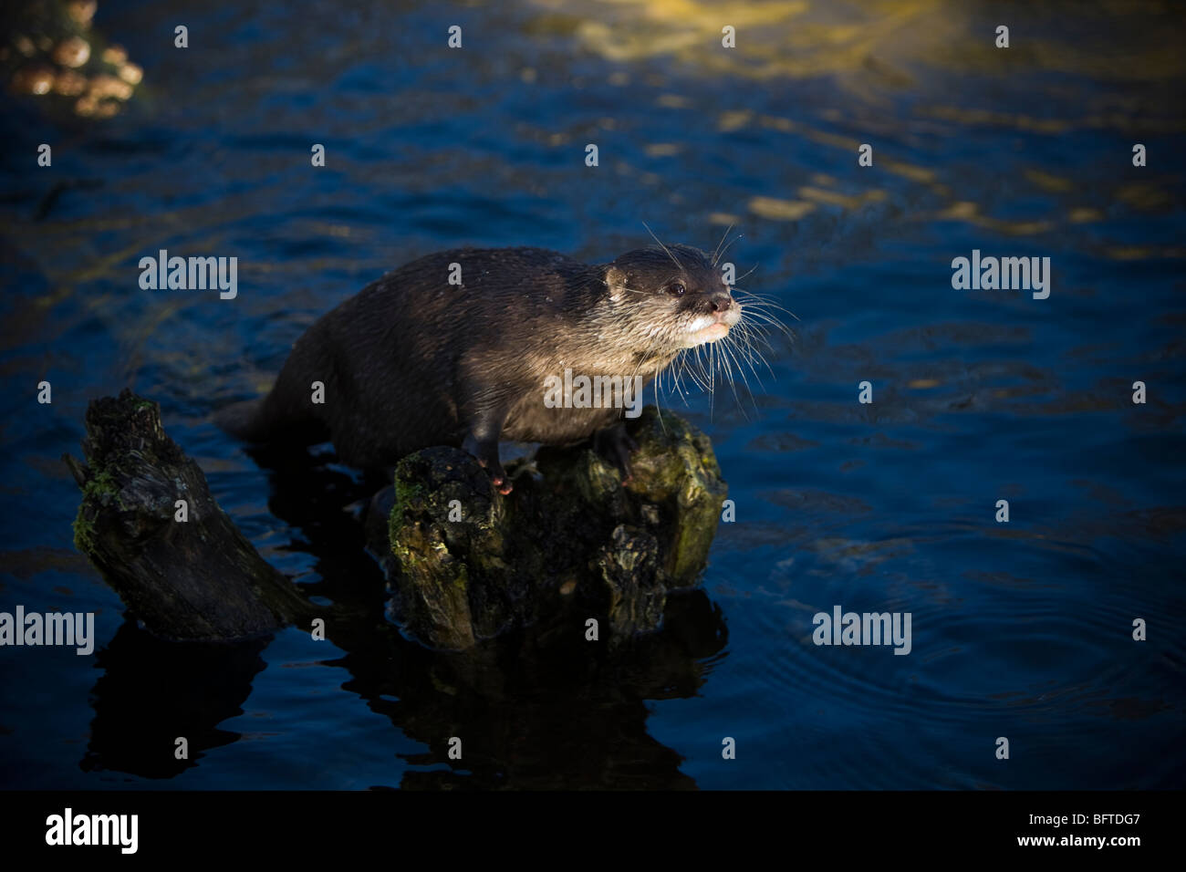 An otter at sunset at Whipsnade Zoo in Bedfordshire, England Stock ...