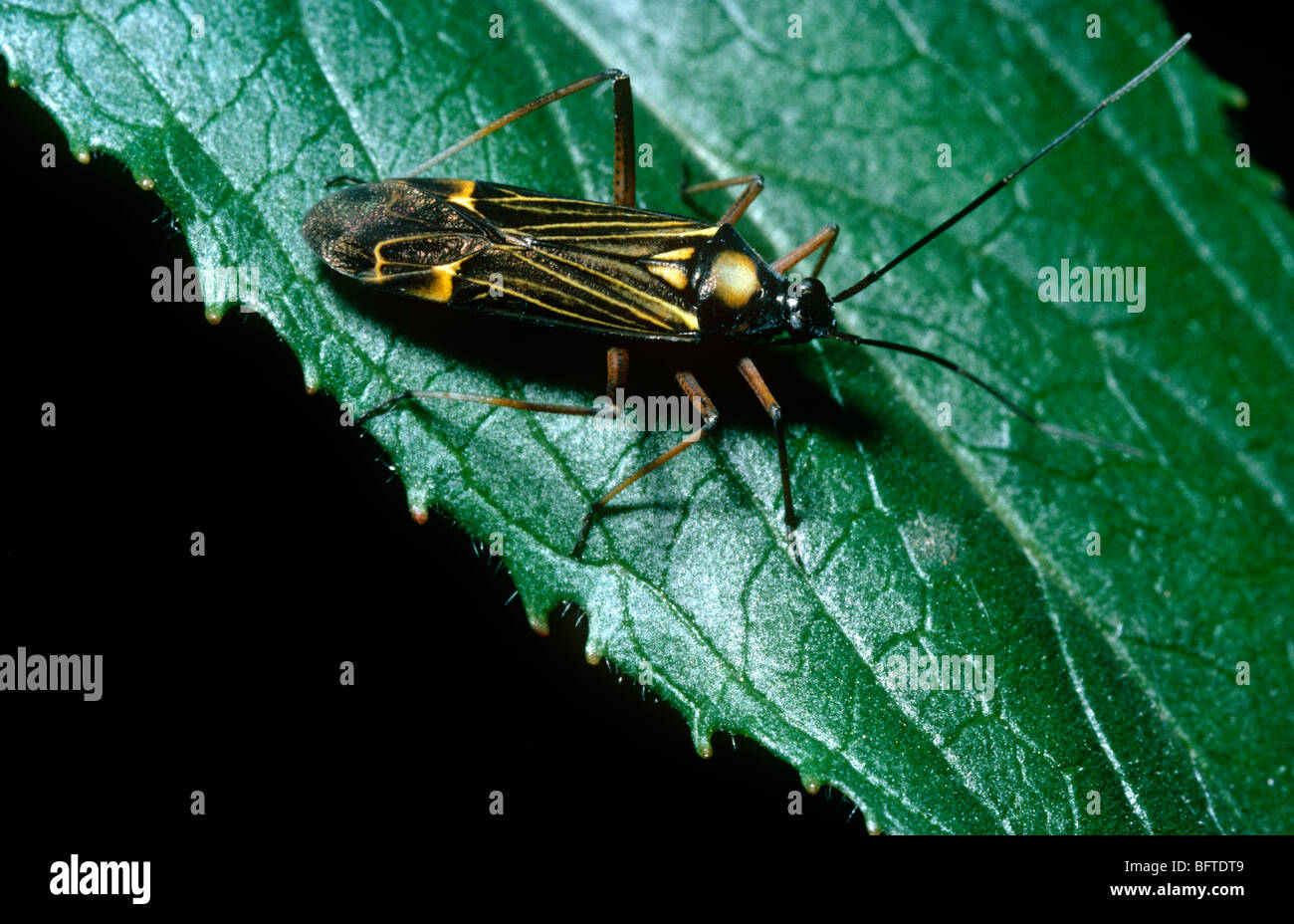 Bug miris striatus hi-res stock photography and images - Alamy