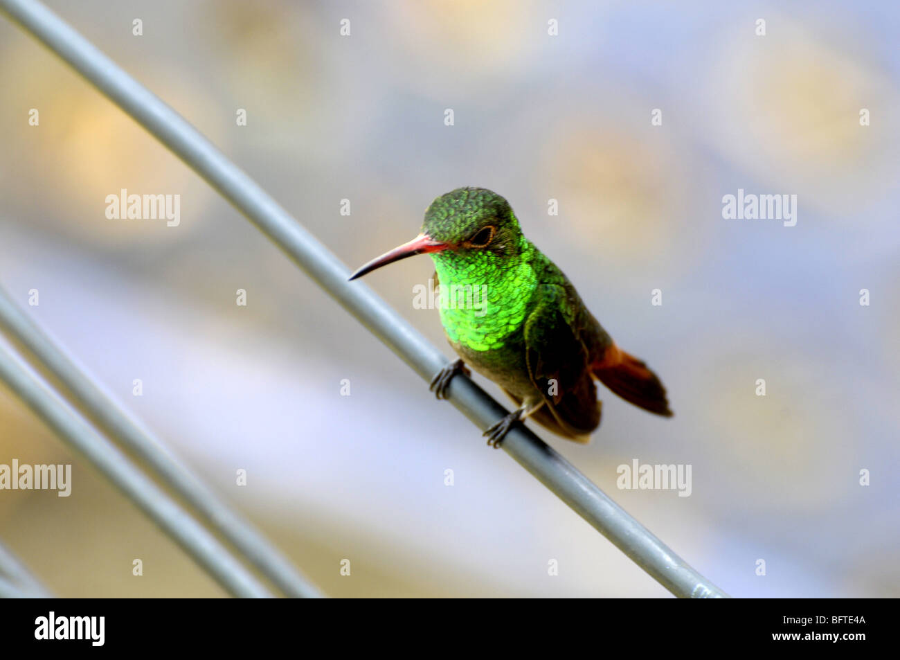 Birds of panama hi-res stock photography and images - Alamy