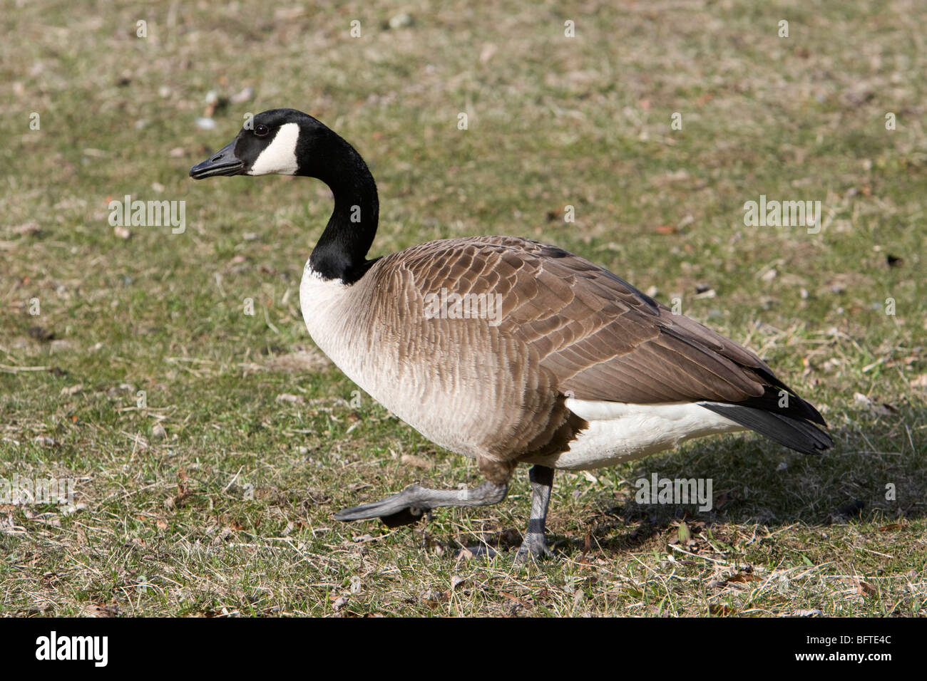 Quack bird hi-res stock photography and images - Alamy