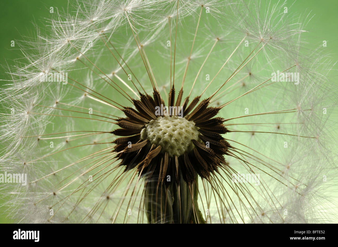 A Dandelion clock in close-up Stock Photo - Alamy