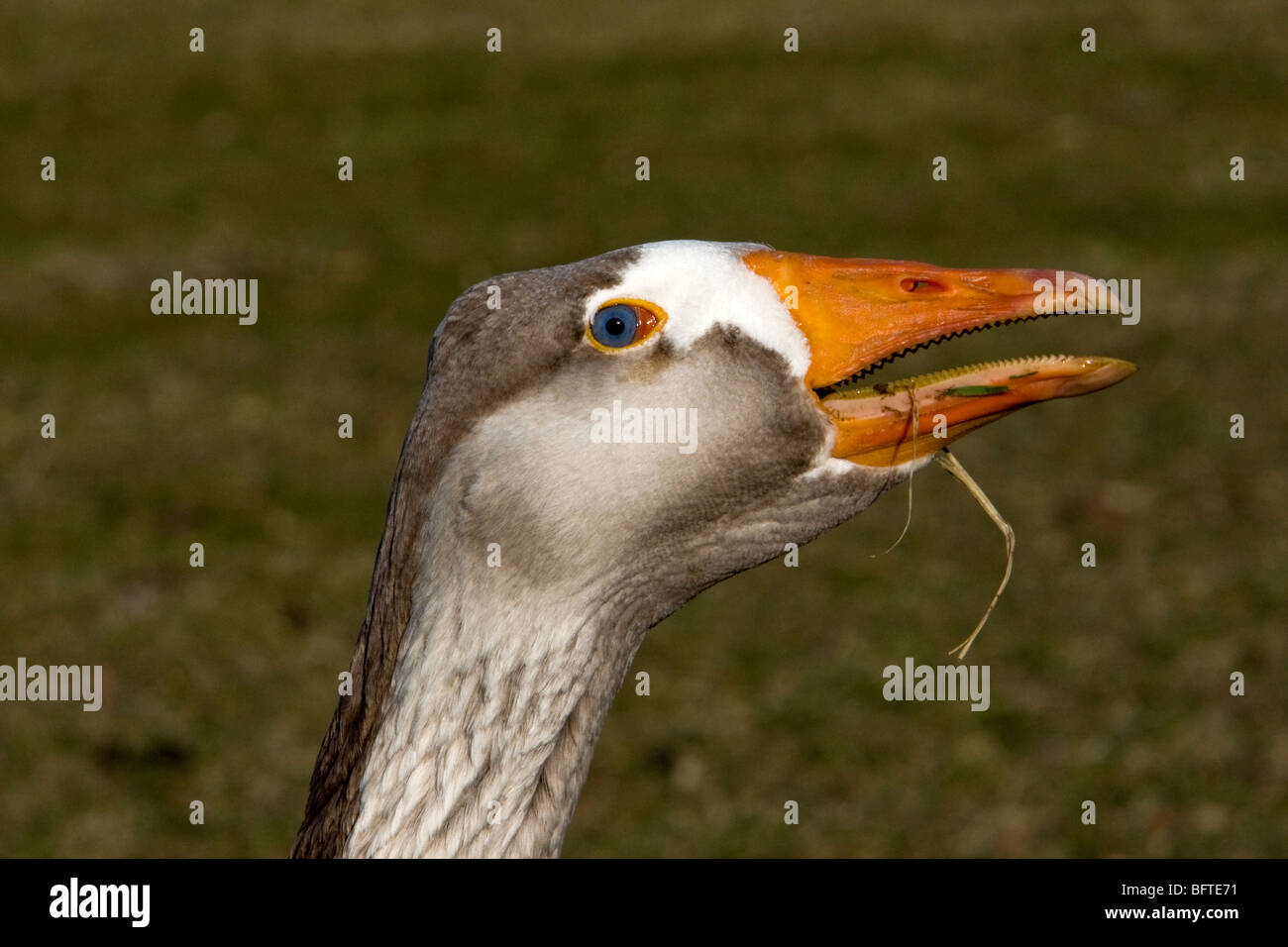 One very noisy goose Stock Photo - Alamy