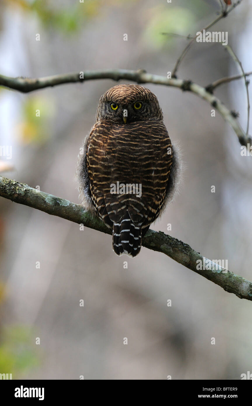 Asian Barred Owlett,Glaucidium Cuculoides Stock Photo - Alamy