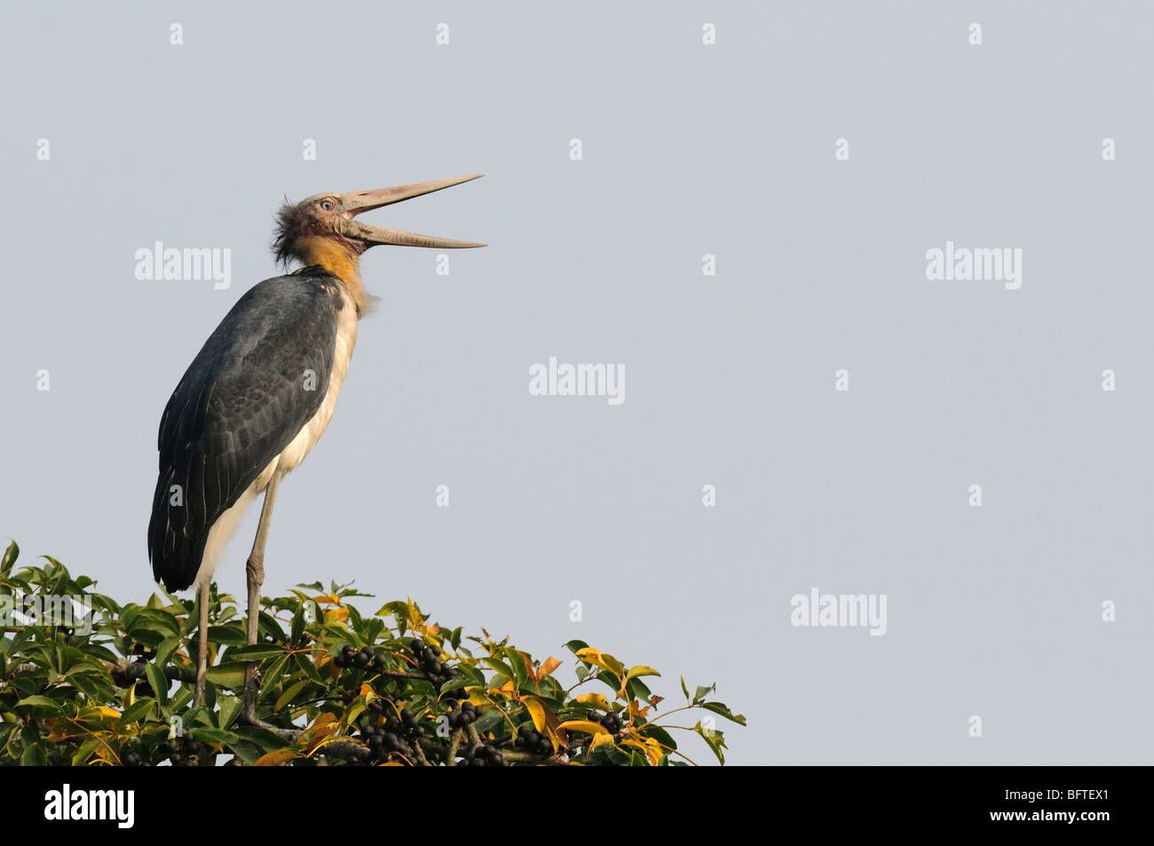 Lesser adjutant stork hi-res stock photography and images - Alamy