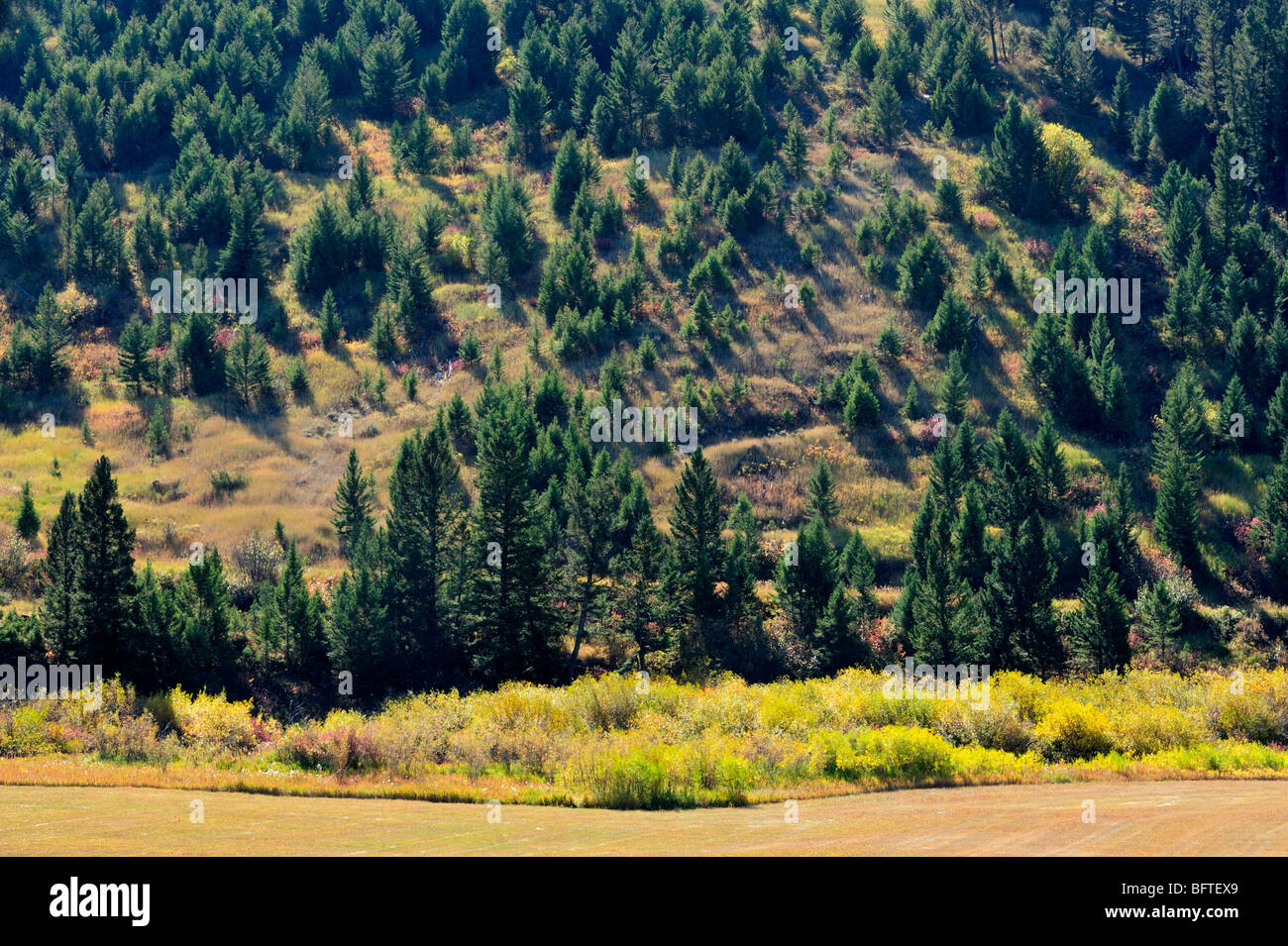 Mountain slope with conifers overlooking pastureland, Bozeman, Montana ...
