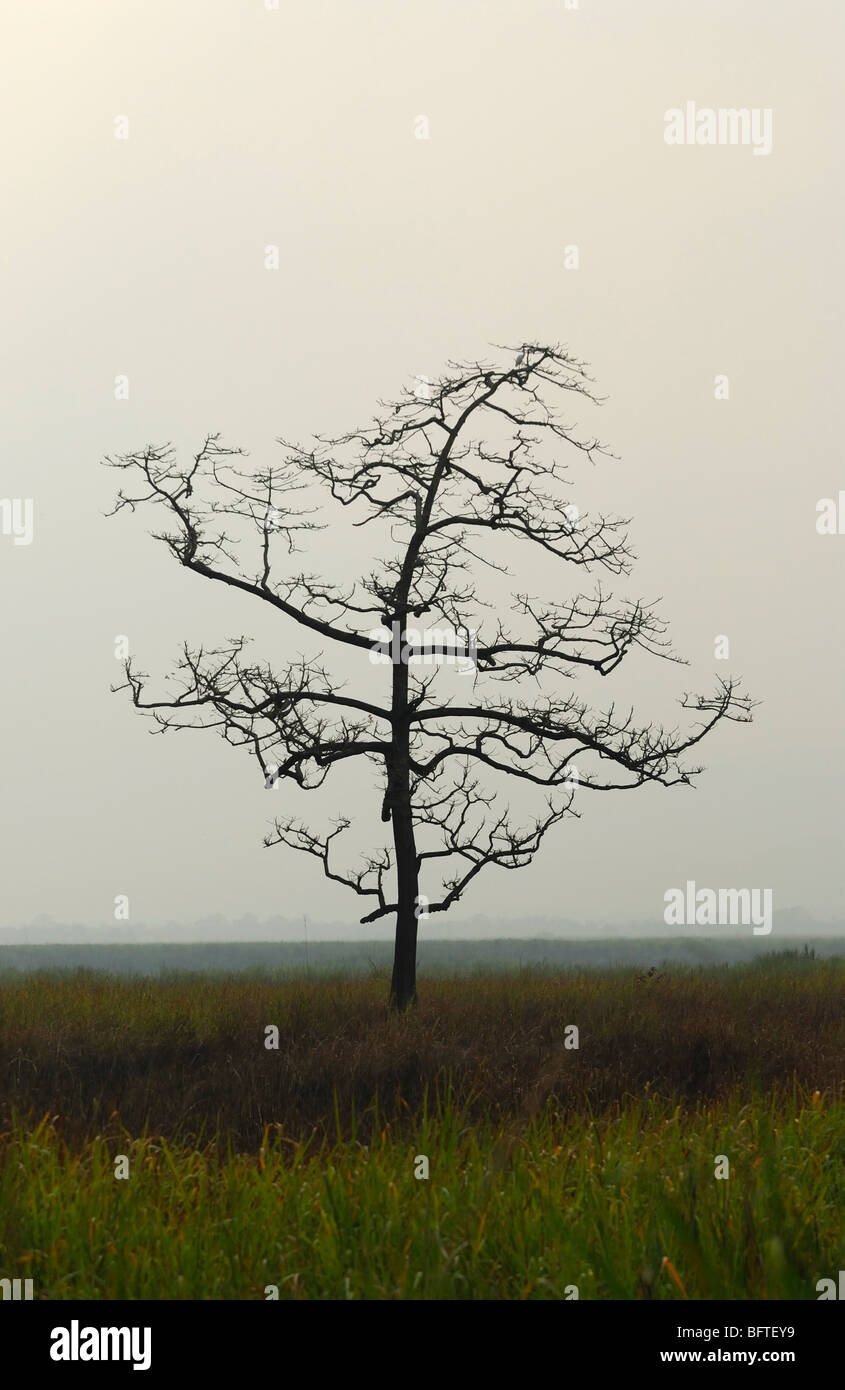 Lone Tree at Kaziranga National Park Stock Photo - Alamy