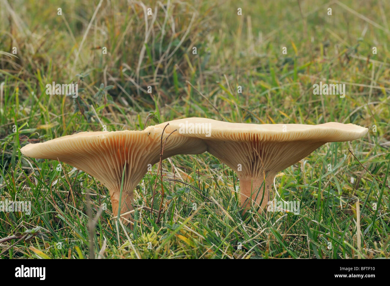 Trooping Funnel - Clitocybe geotropa Stock Photo - Alamy