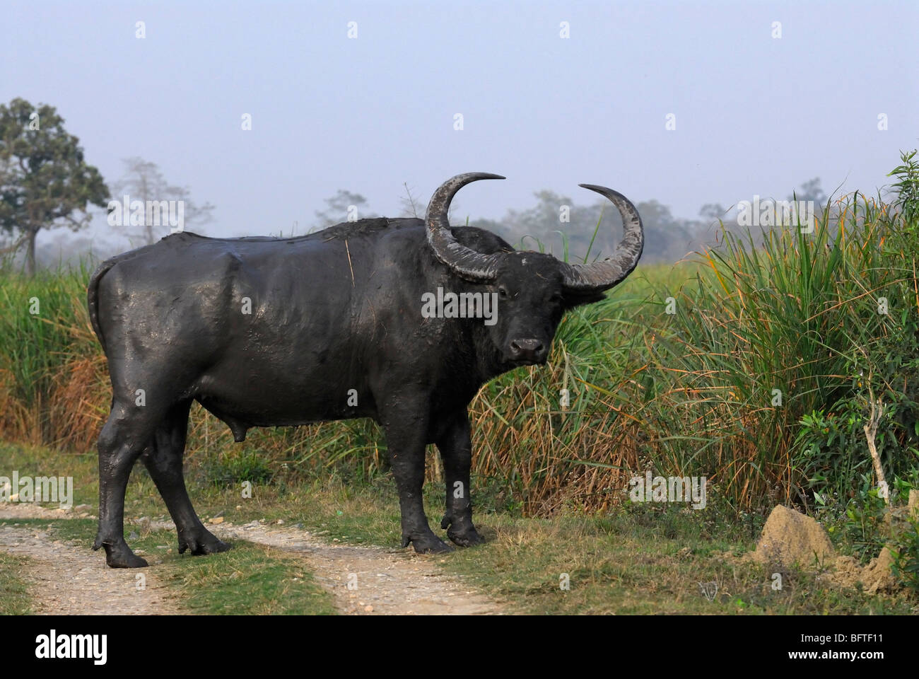 Wild Buffalo; Bubalus bubalis Stock Photo - Alamy